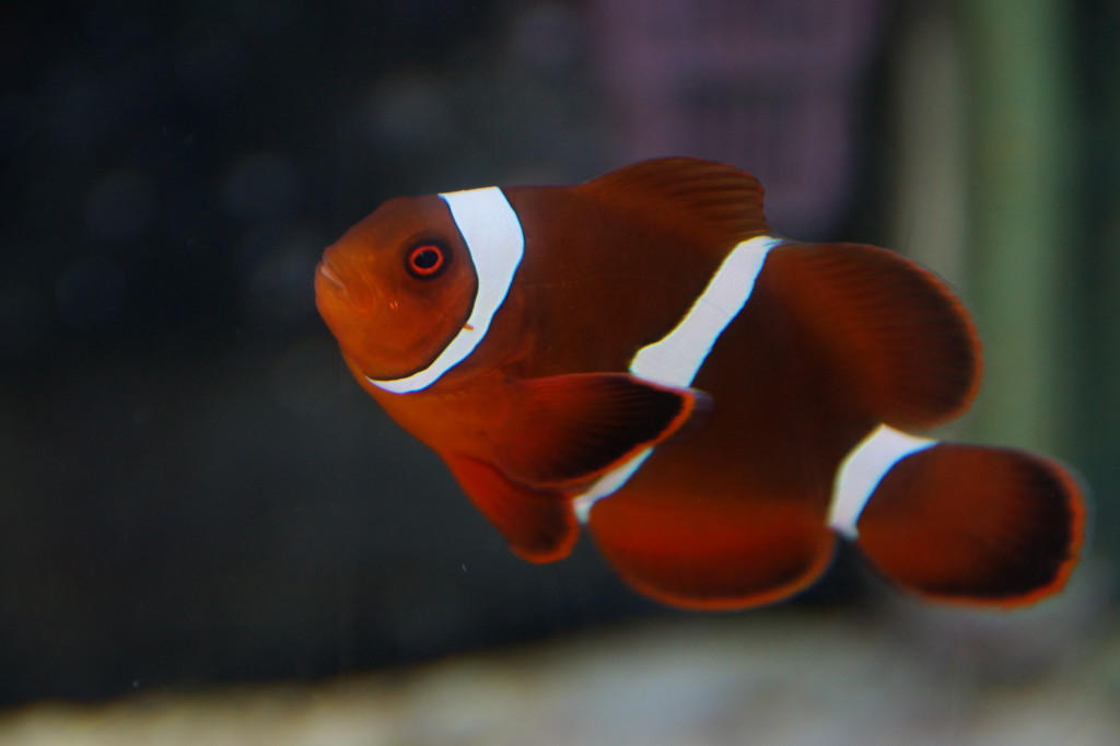 Maroon Clownfish | Reef DVMs